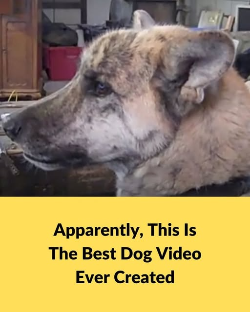 Apparently, This Is The Best Dog Video Ever Created - Weveryday Stories