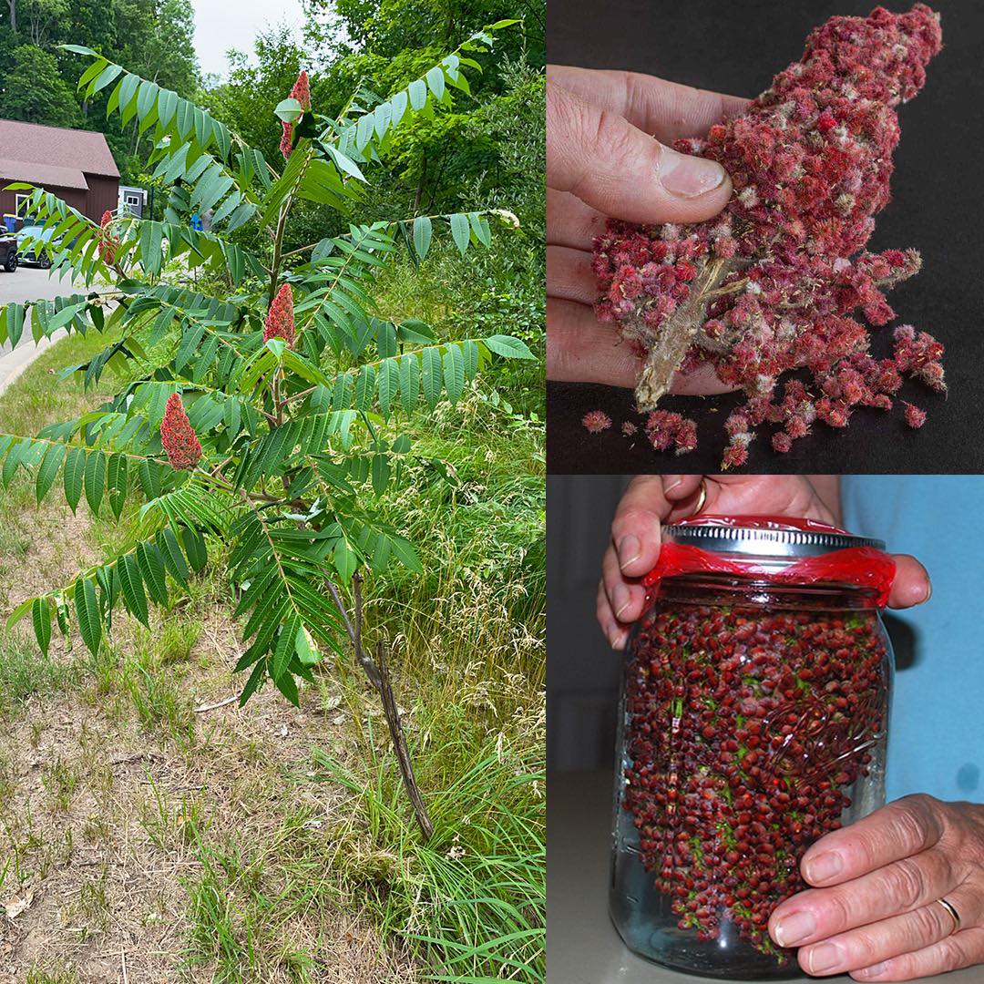 Health Benefits of Sumac and Simple Ways to Use It - Weveryday Stories