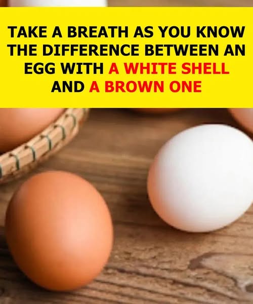 Brown eggs vs. white eggs — which is the healthier choice? - Weveryday Stories