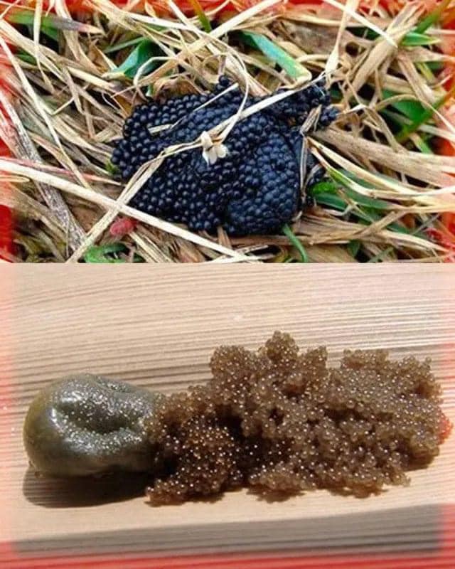 When You See These Eggs in Your Backyard, Get Rid of Them Fast ...