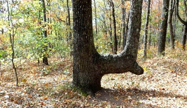If You See A Bent Tree In The Forest, Start Looking Around Immediately ...