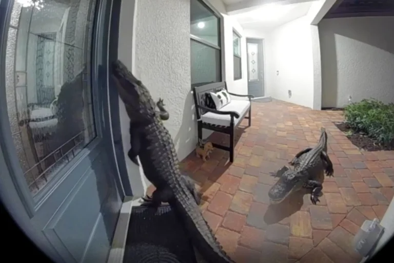 Florida Family Stunned as Two Alligators Knock on Their Door — One Even ...