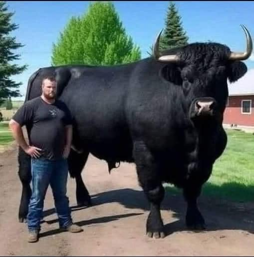Farmer Spends $6,500 on Black Angus Bull - Weveryday Stories