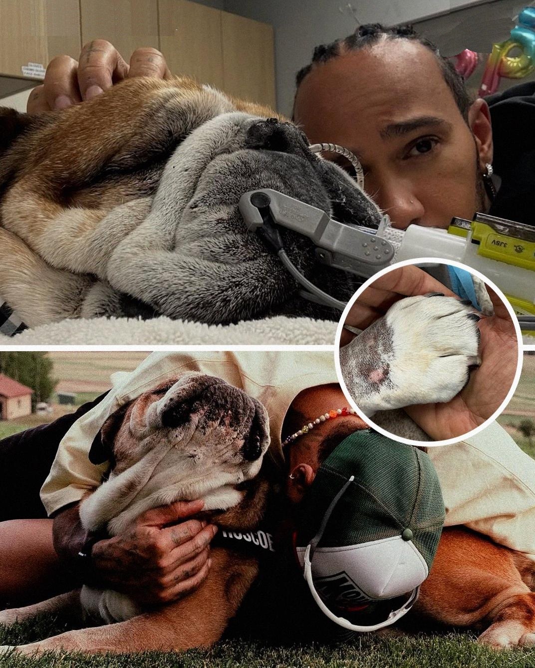 Lewis Hamilton, Eligible F1 Champion, Mourns the Loss of Beloved Dog ...