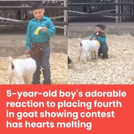 5-year-old boy's adorable reaction to placing fourth in goat showing ...