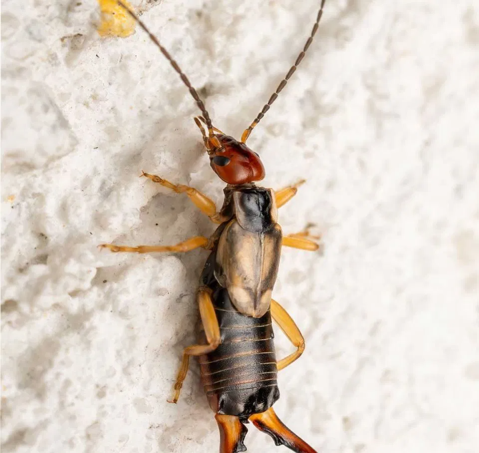 Concerned parent here: My 8-year-old was bit.*en by an unfamiliar bug ...