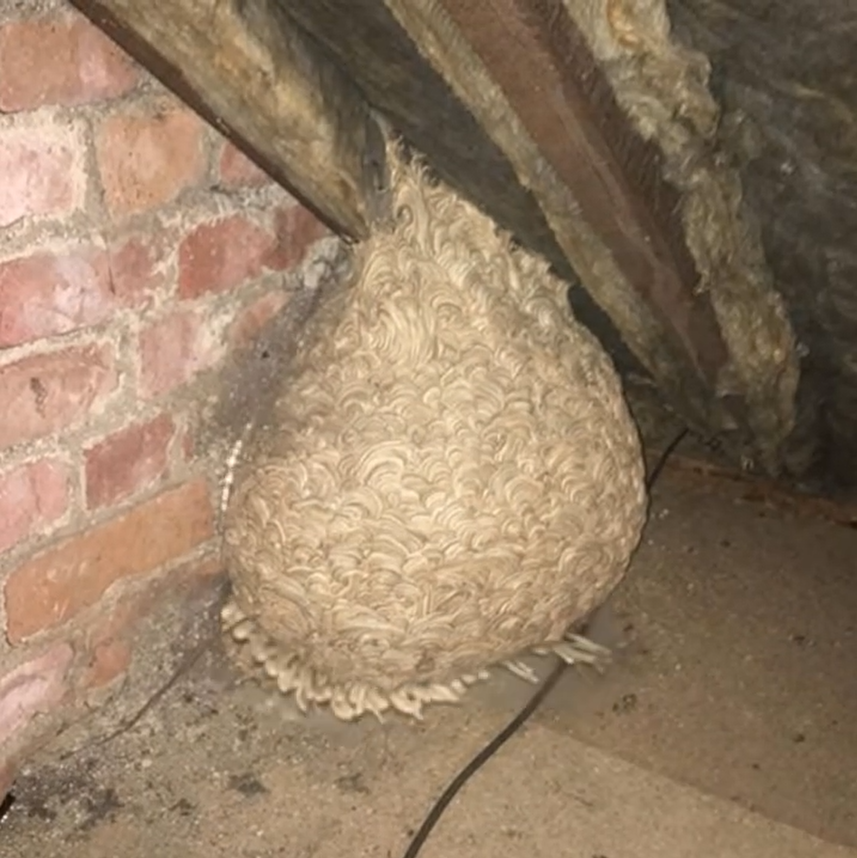 Man Left in Awe After Surprising Attic Discovery - Weveryday Stories