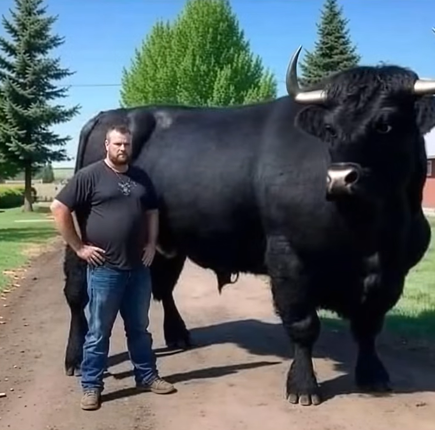 Bull Buy Surprise: Farmer’s $6,500 Turnaround - Weveryday Stories