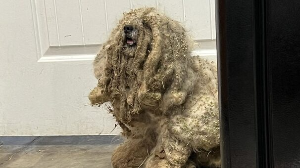 A Shelter Finds A Neglected Dog With Three Pounds Of Matted Fur And ...