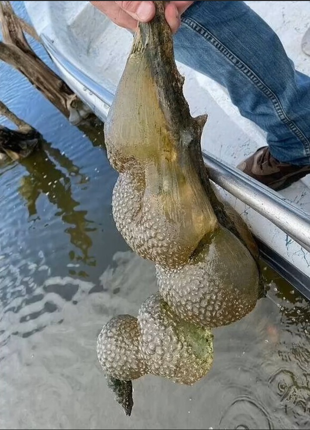 Strange Jelly-Like Blobs Found in Oklahoma Lake Are Actually Ancient ...