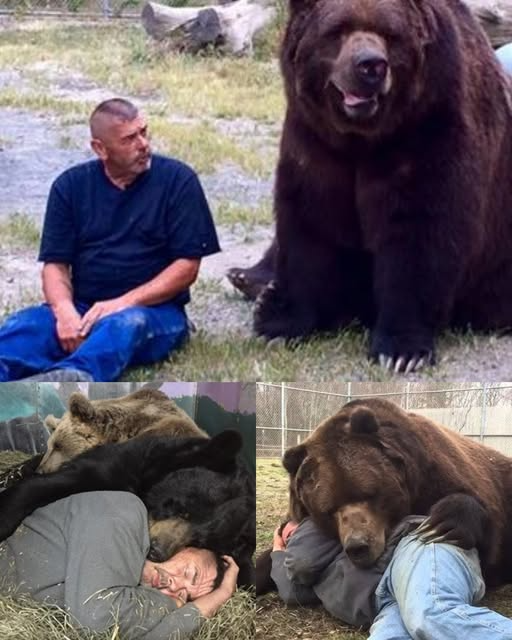“Jimmy the Bear — A Kind-Hearted Giant Who Loves Everyone” - Weveryday ...