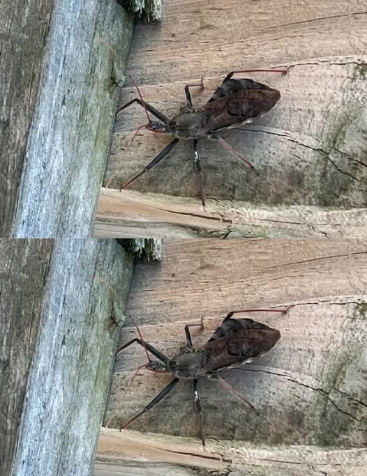Bitten by an Assassin Bug? Here’s What You Should Do Immediately ...