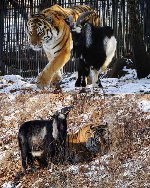 Amur and Timur: An Unexpected Journey From Predator to Companion ...