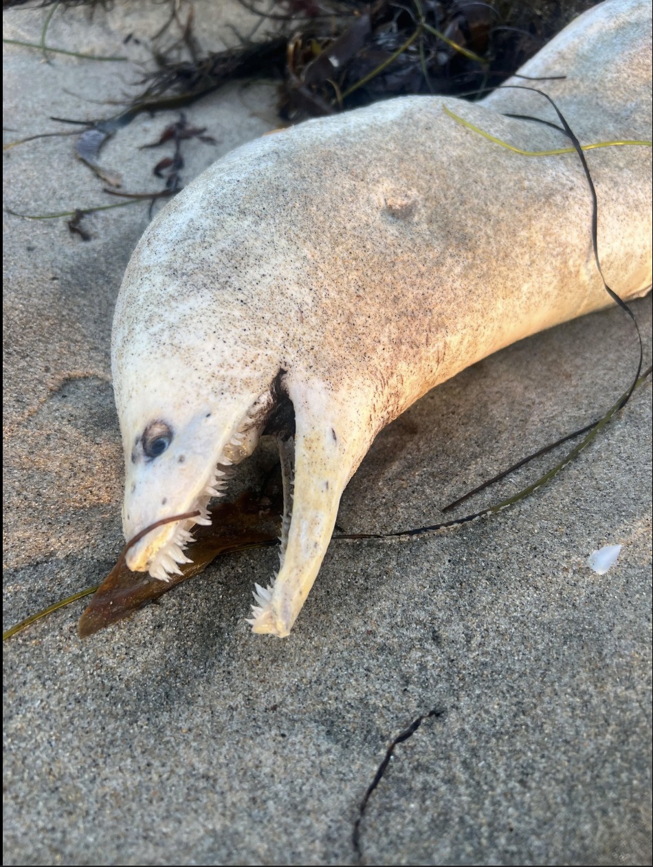Rare Marine Creature Found Along Southern California Shore - Weveryday ...