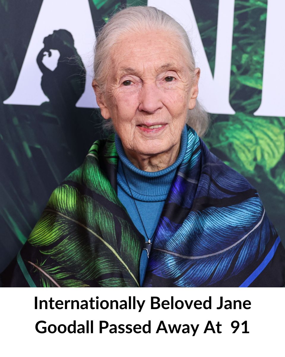Jane Goodall Passed Away At 91 - Weveryday Stories