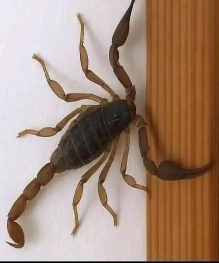The Spiritual Significance of Scorpions: What Messages Do They Bring ...