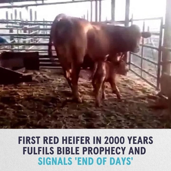 The First Red Heifer in 2,000 Years Appears, Fulfilling Biblical ...
