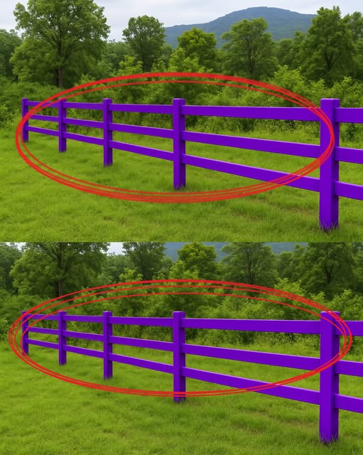 See a Purple Fence? Here’s the Meaning Behind It - Weveryday Stories