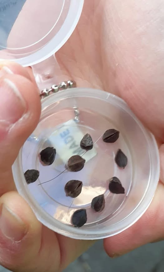 Strange Seed-Like Objects in Your Bed? Here’s the Surprising Truth ...