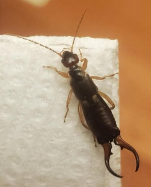 How to Handle Earwigs in Your Home - Weveryday Stories