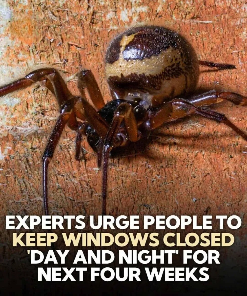 Prevent This Spider from Getting Inside Your Home - Weveryday Stories