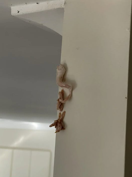 That Pink, Crusty Spot on the Wall Looked Harmless—Until I Realized ...