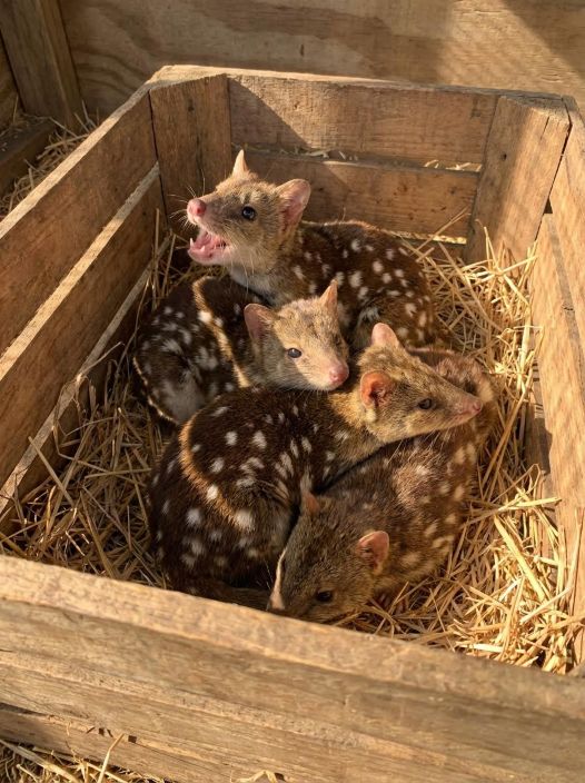 Scientists uncover rare, unusually spiky newborn animals in a protected ...