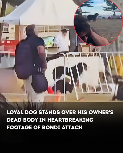 Loyal dog stands over his owner’s dead body in heartbreaking footage of ...