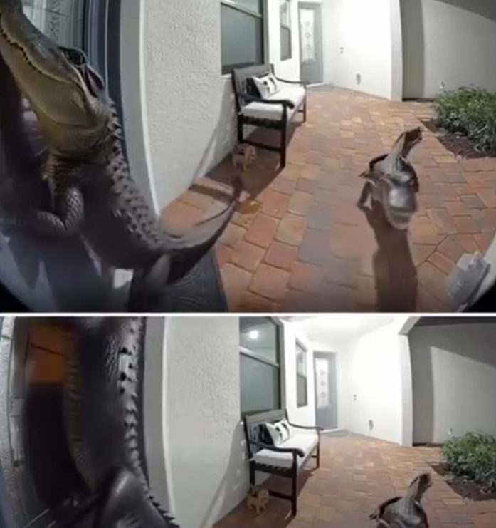 Florida Family Shocked as Two Alligators Approach Their Door — One Even ...