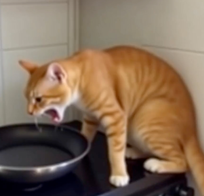 The cat kept screaming endlessly in the kitchen: the owner was about to ...