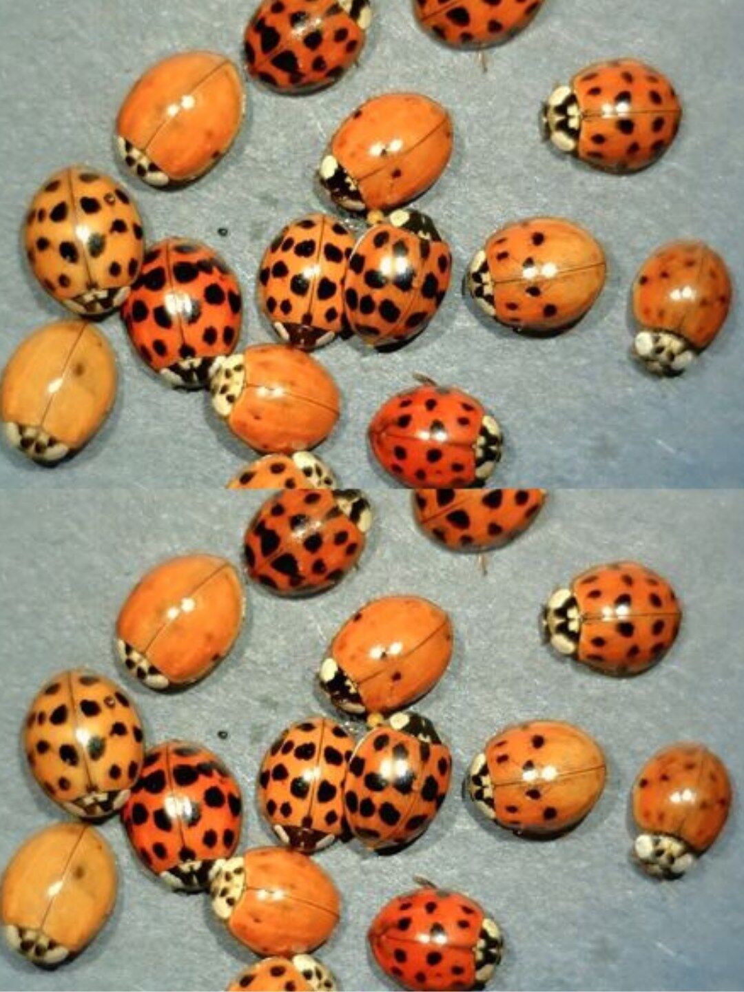 The Meaning of Yellow Ladybugs: Luck, Science, and Symbolism ...