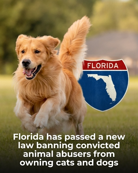 Dexter’s Law Creates Statewide Registry of Convicted Animal Abusers in ...