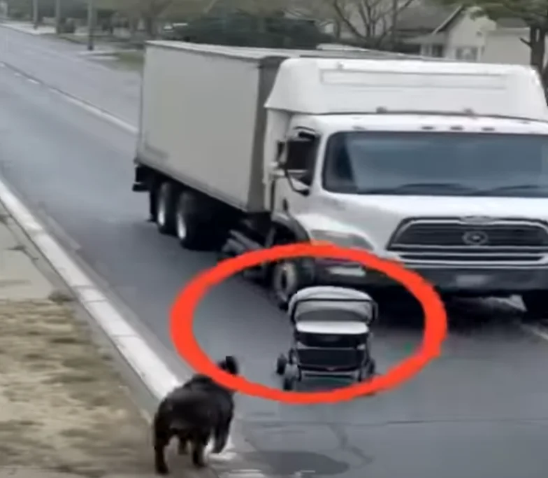 Hero Dog Pulls Baby to Safety After Serious Truck Crash - Weveryday Stories