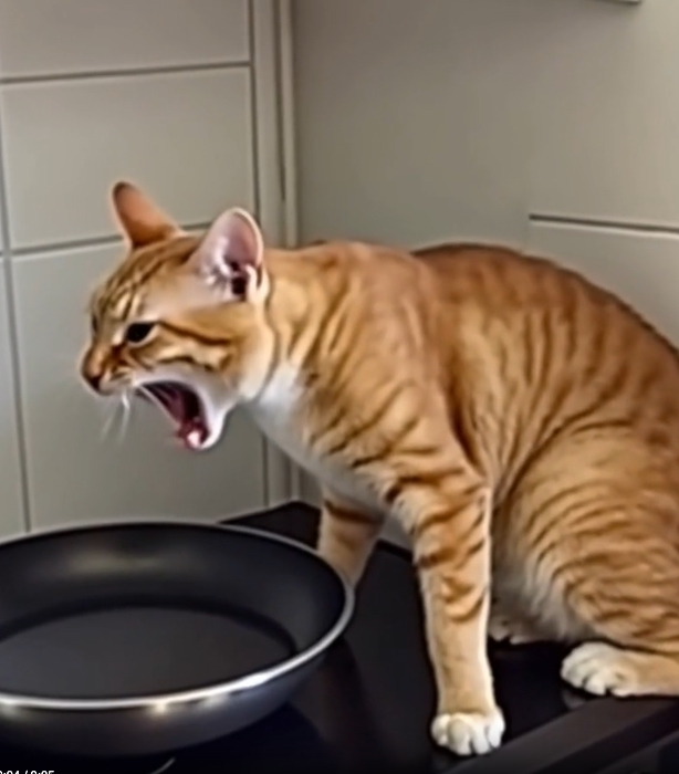 The cat wailed nonstop in the kitchen, but the cries had a purpose ...