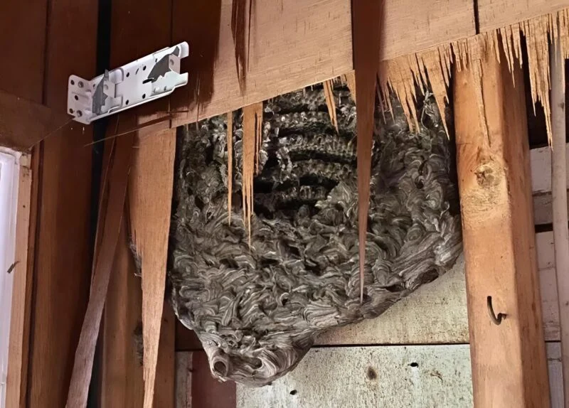 Weird noises echoed from our bedroom wall. When my husband decided to ...