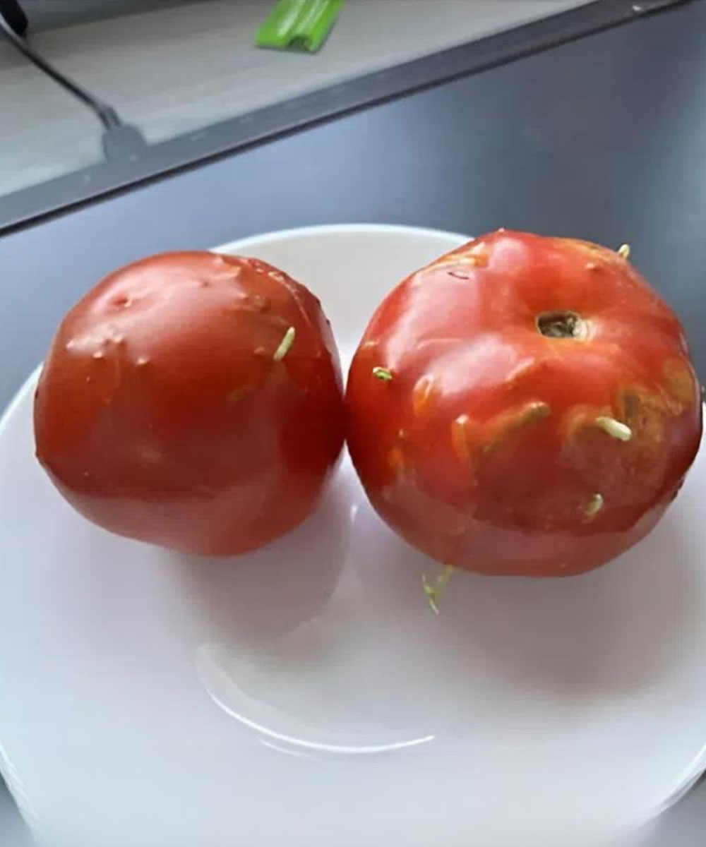 Odd Riddle: Rotten Tomatoes Reveal a Strange Discovery in My Kitchen ...